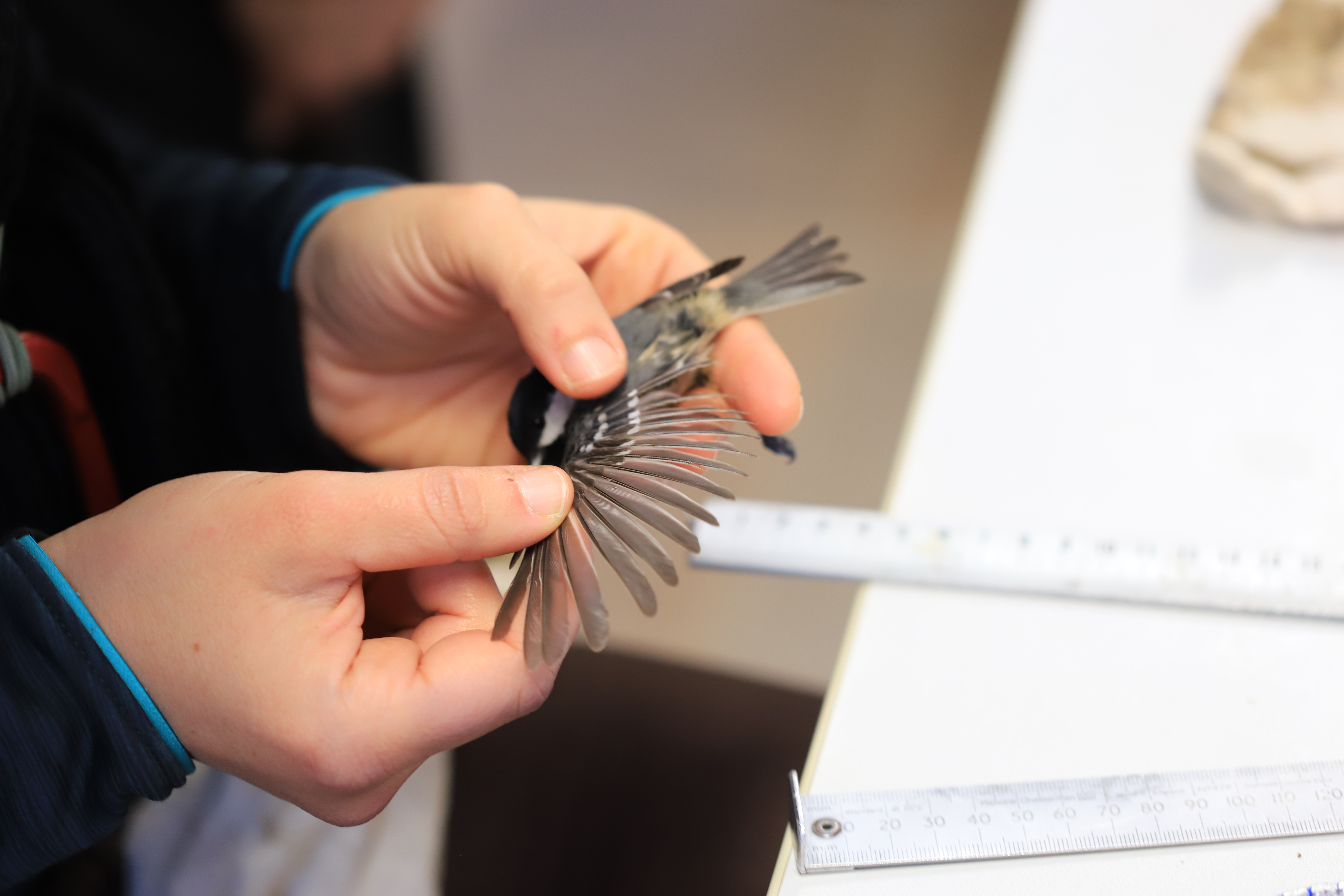 Specie e ricerca | Lipu ODV